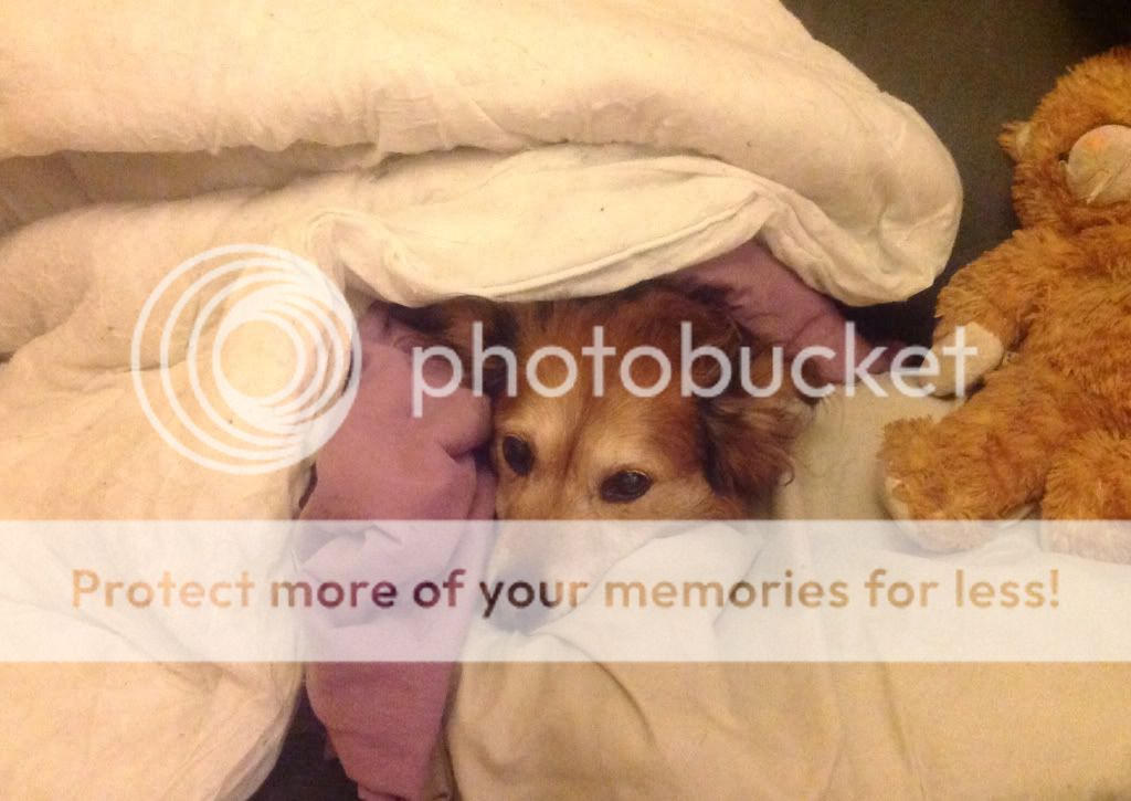 I miss you, Taz | Reptile Forums